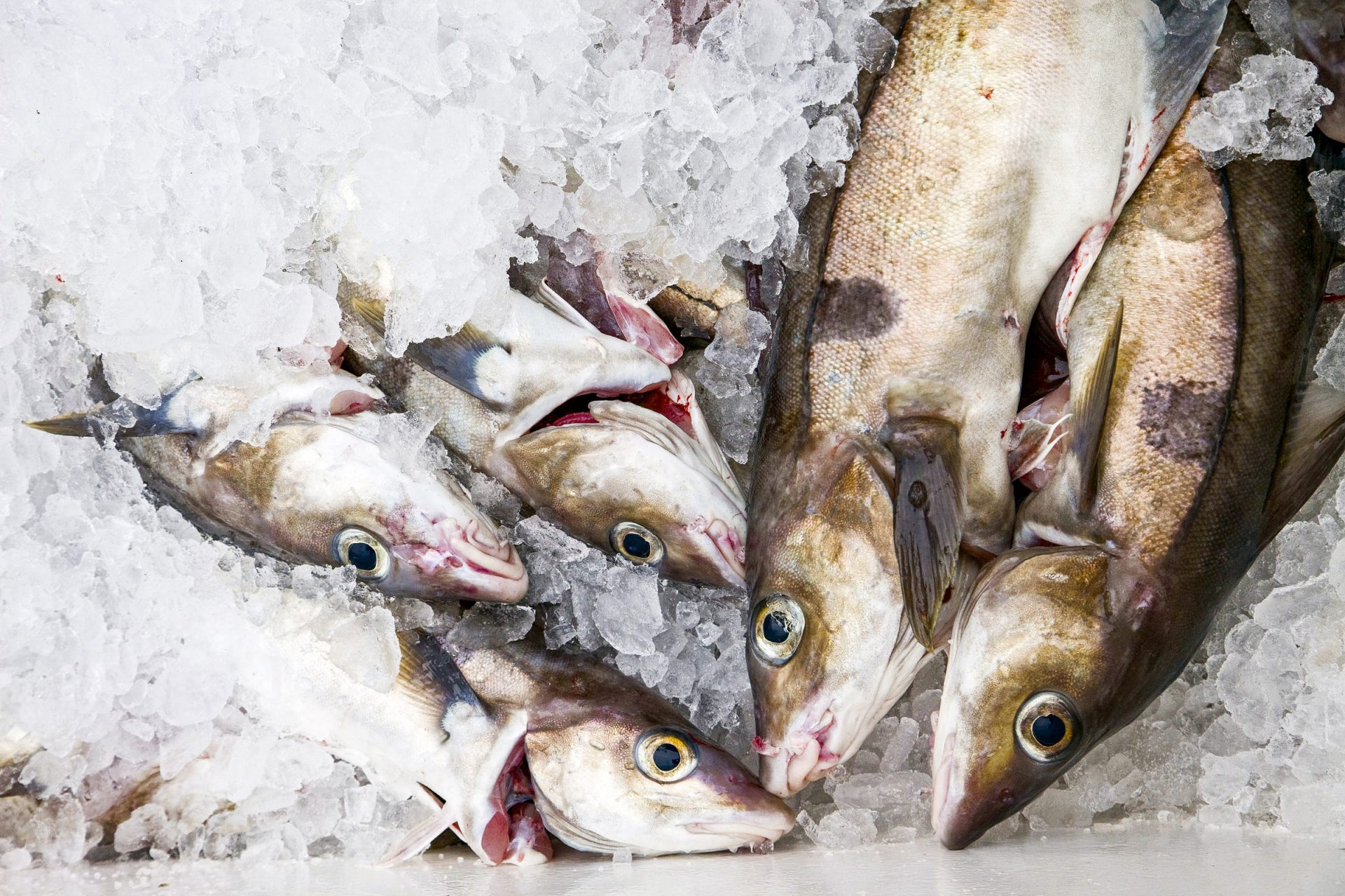 HYSA - Best til «Fish & chips»!