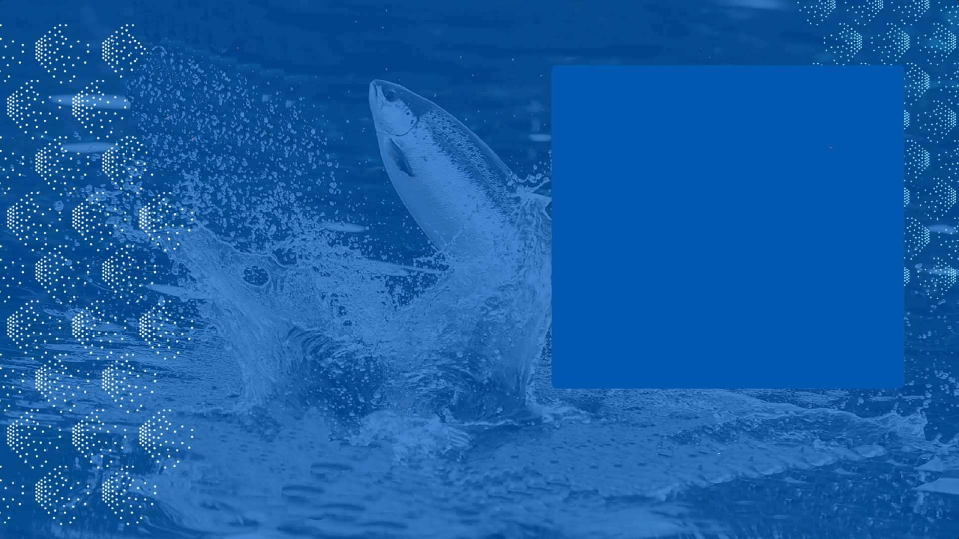 Sjømatklynge i vekst